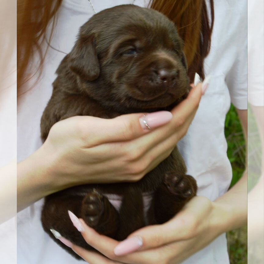 Лабрадор-ретривер, щенок