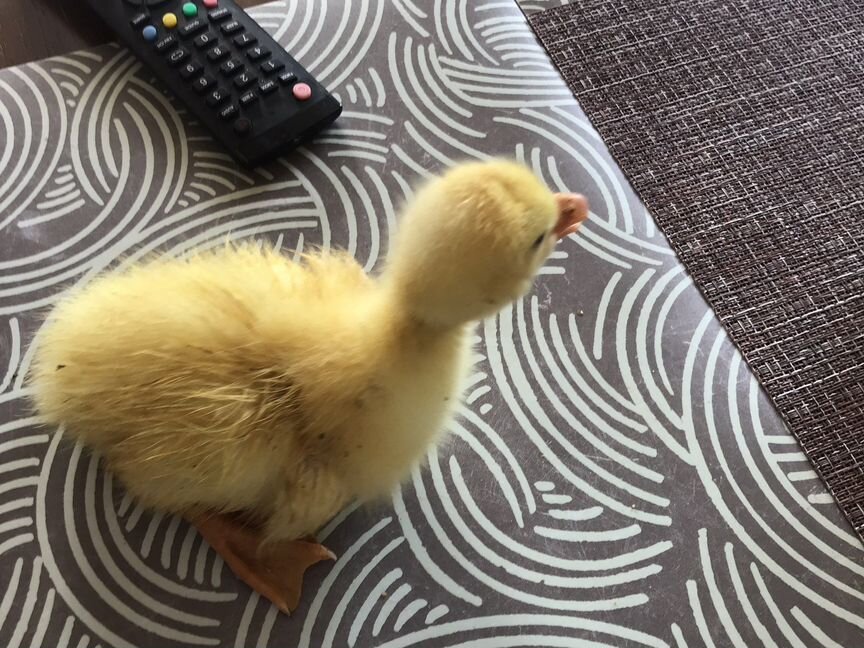 Продам гусят