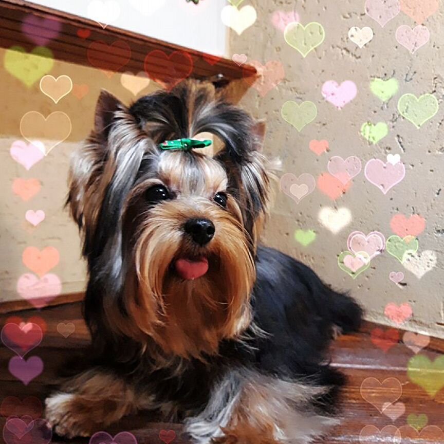 Йоркширские колобочки 2 мес