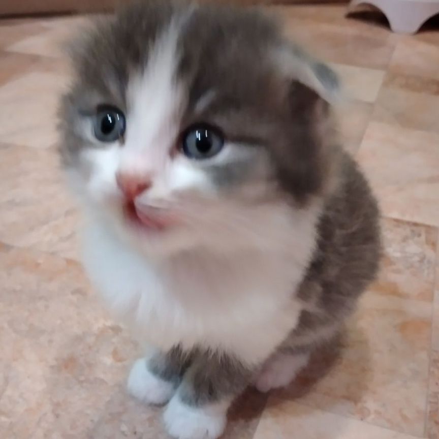 Котёнок от частного владельца