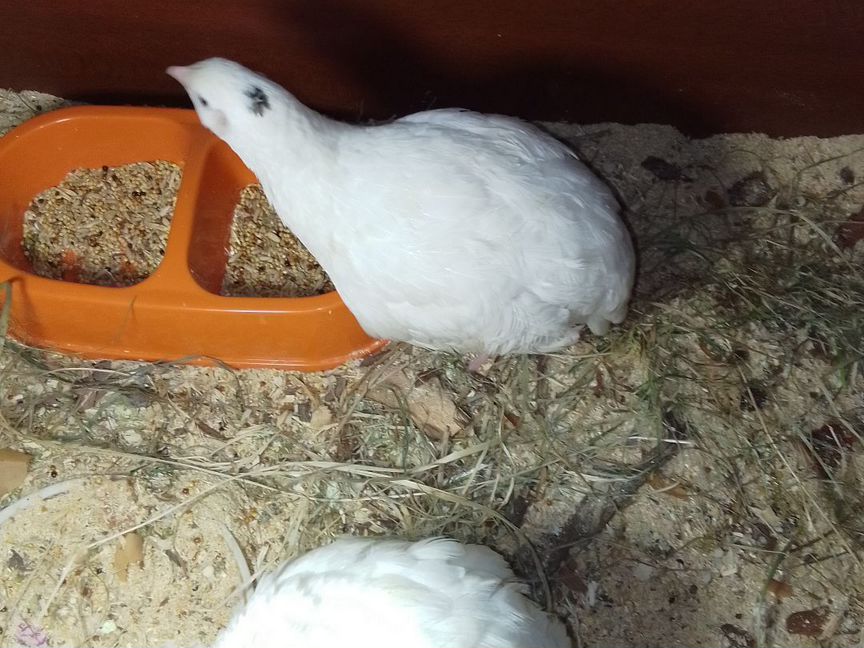 Несушка Техасского перепела меняю