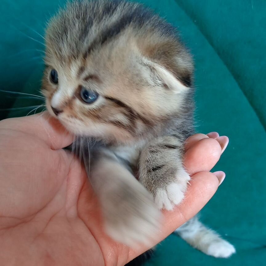 Шотландские котята