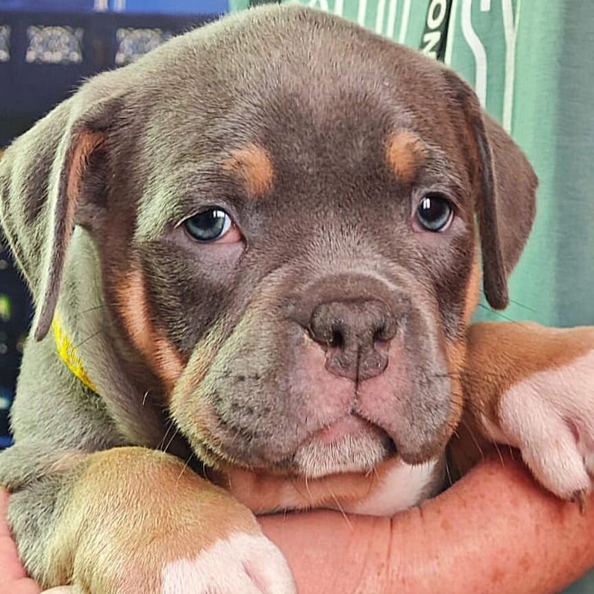 Американский булли, щенок