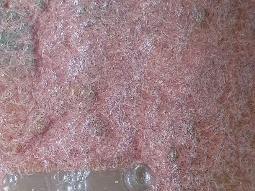 Трубочник изя