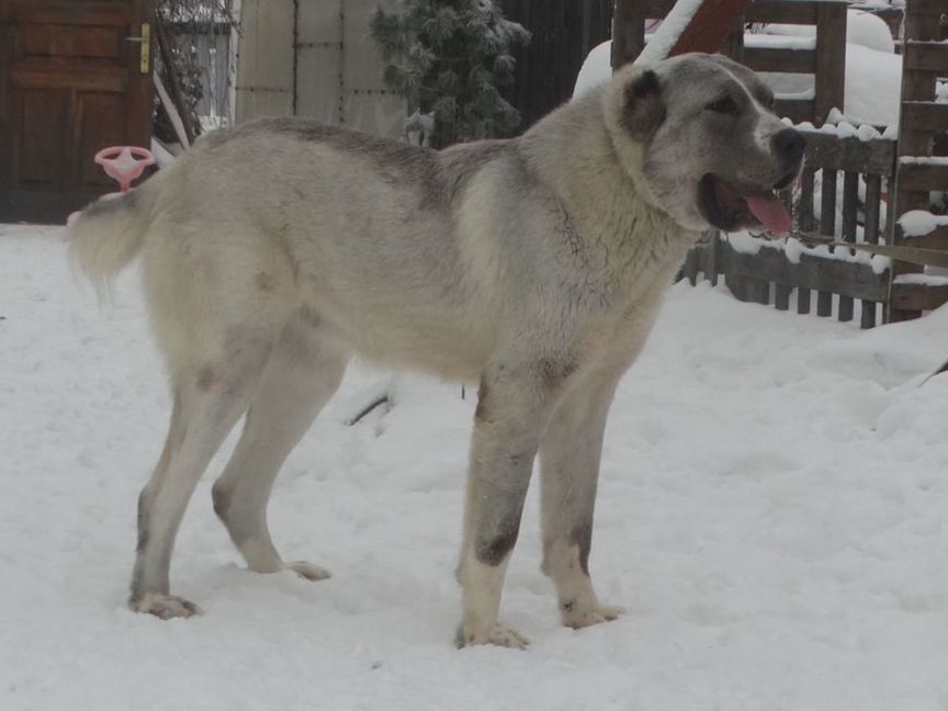 Сука сао в хорошие руки