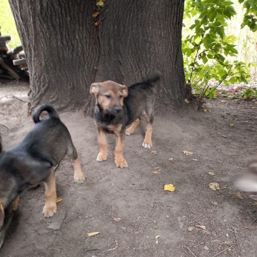 Всем не равнодушным Щенки в хорошие руки