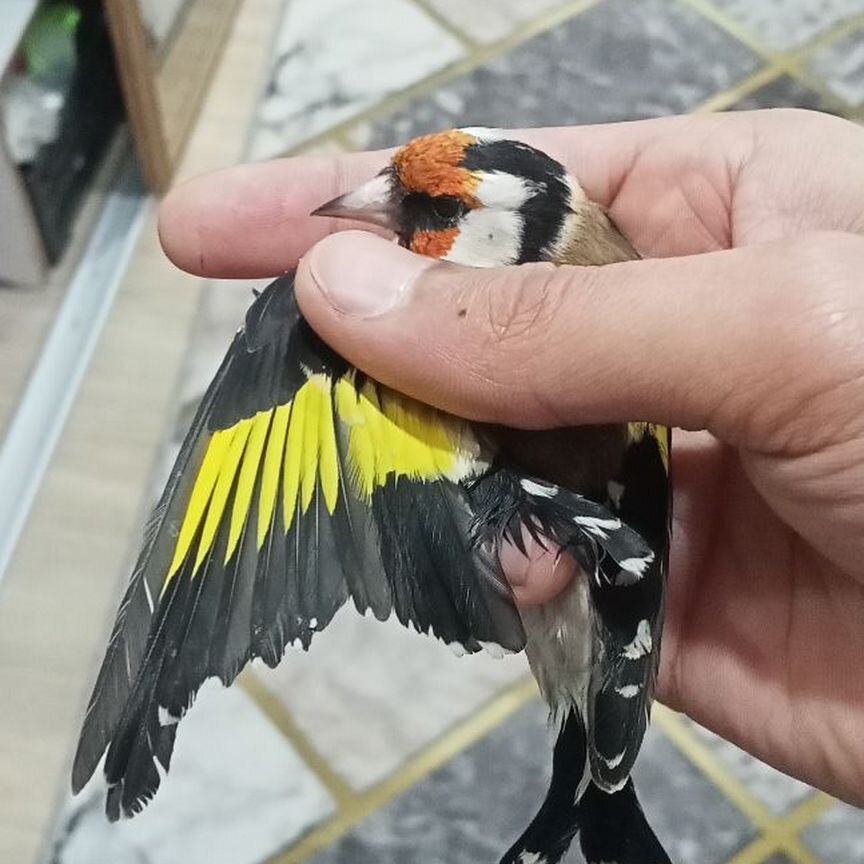 Щегол черноголовый