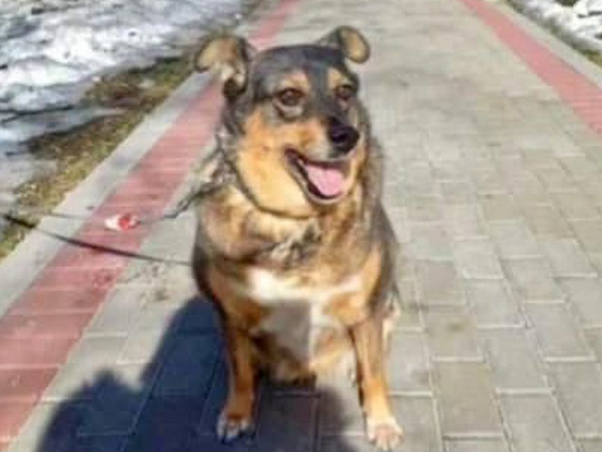 Чудесная собака Дося в добрые руки