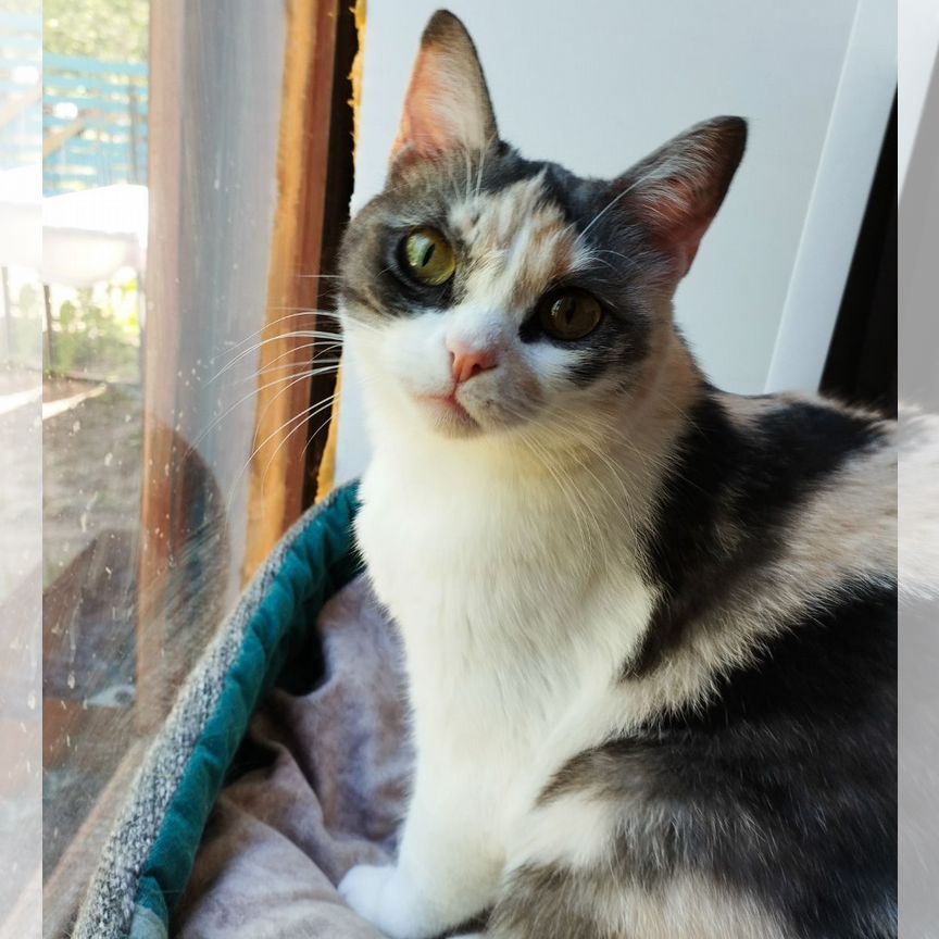 Кошка Сьюзи в добрые руки