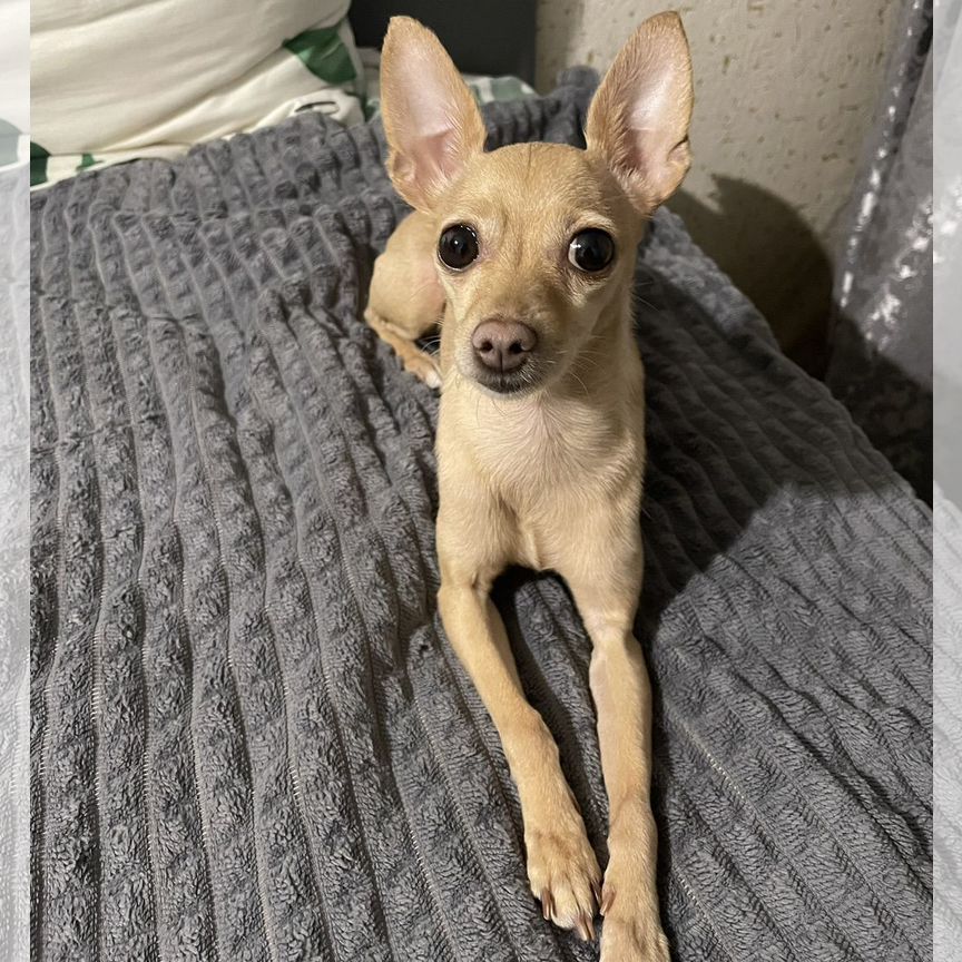 Русский той-терьер, взрослая собака