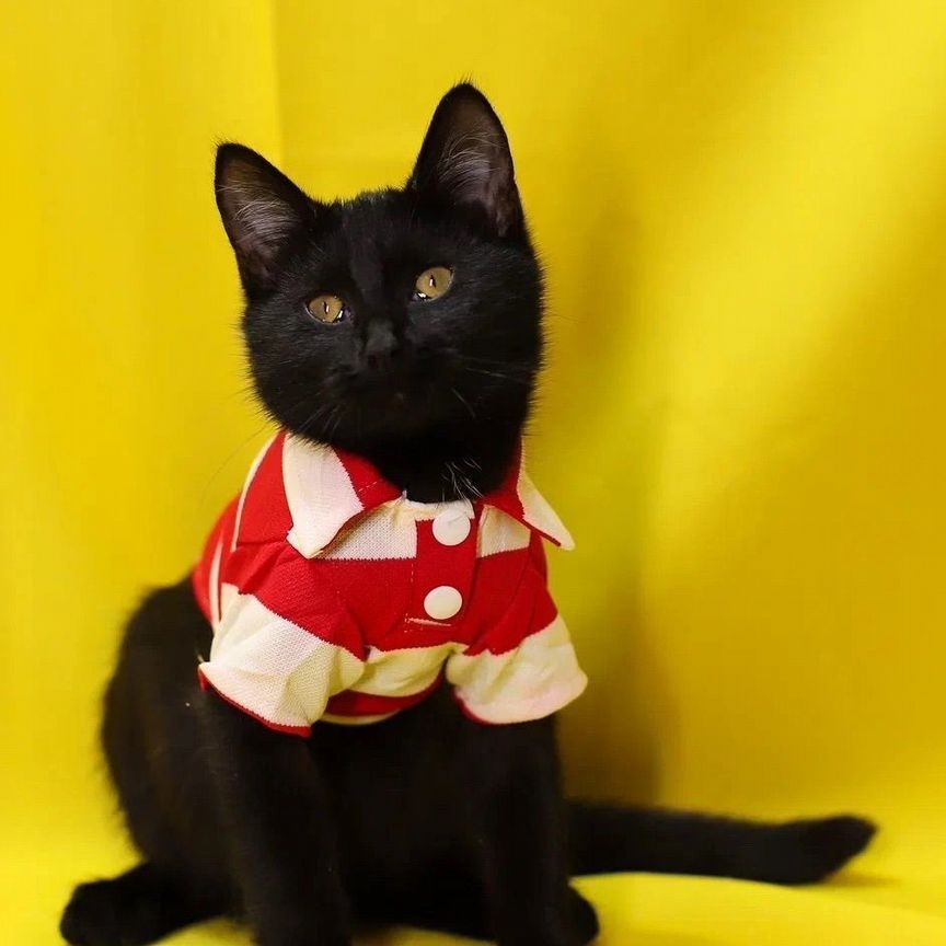 Котенок в добрые руки