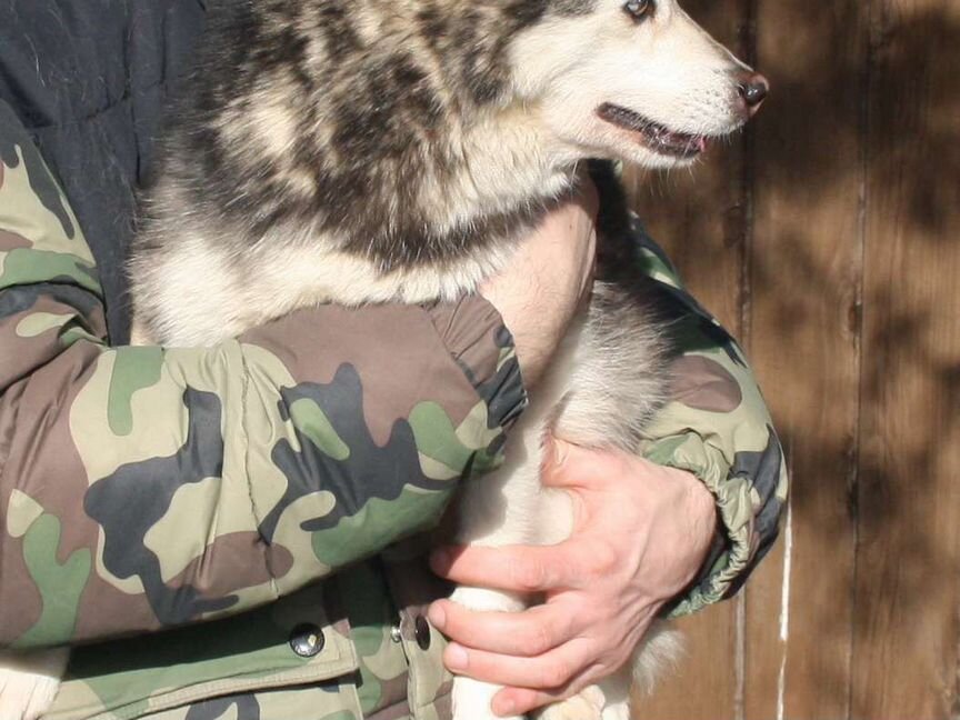 Помски