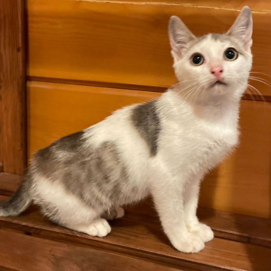 Котята короткошерстные