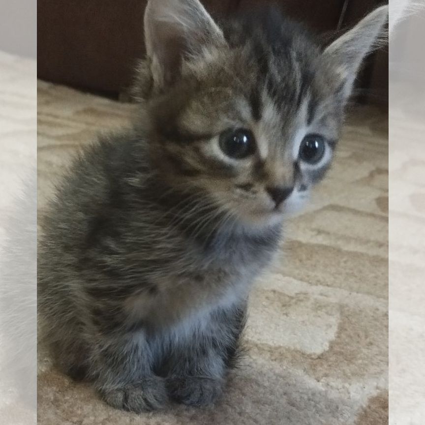 Красивые котятки