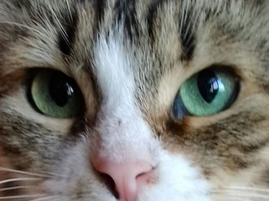 В дар чудная кошечка