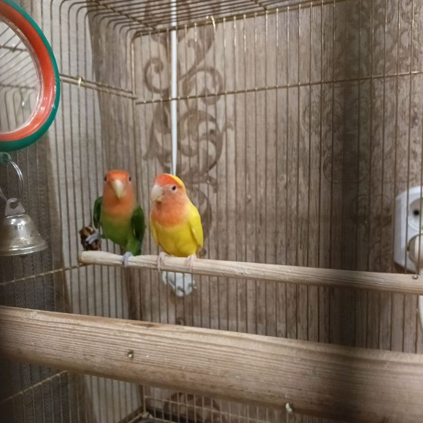 Попугай Неразлучники