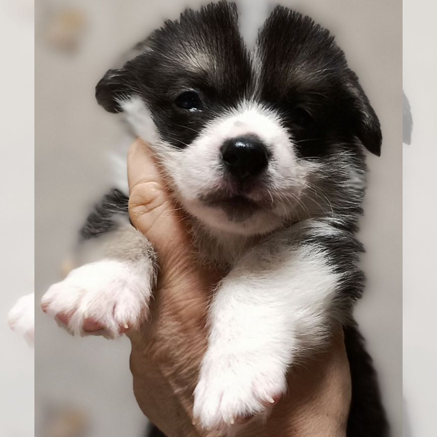 Милота мальчишка