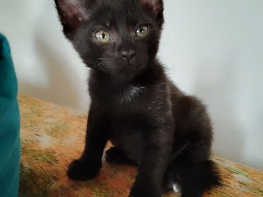 Кошка в дар