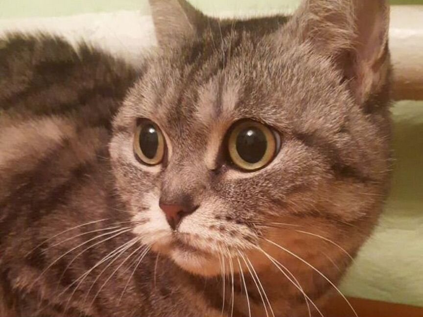 Кошки в добрые руки