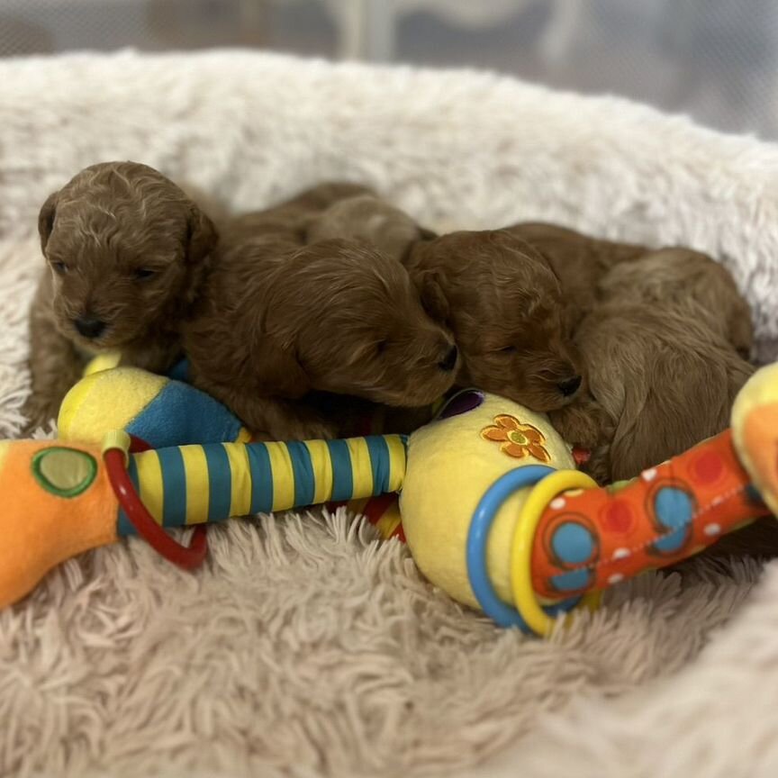 Мальтипу, щенок