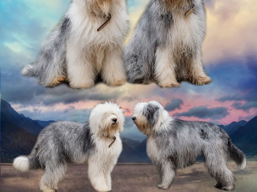 Бобтейл(Староанглийская овчарка)