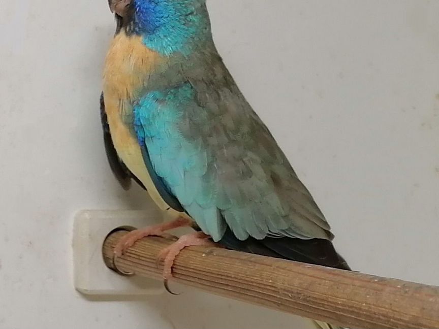 Глянцевые попугаи