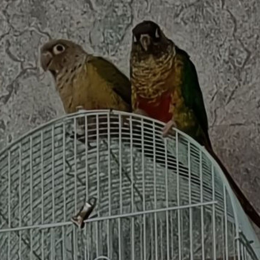 Попугаи пиррура