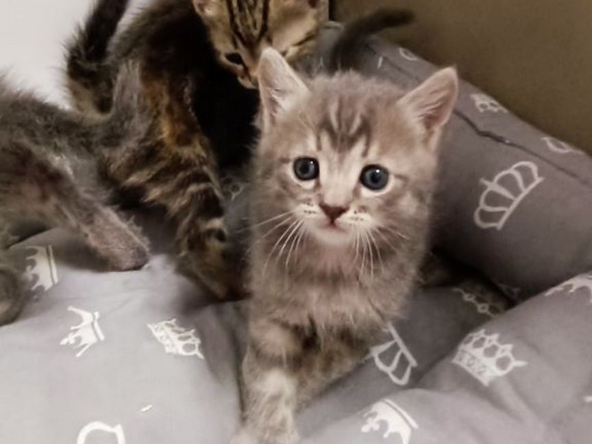 Котята британско-дворово подданные