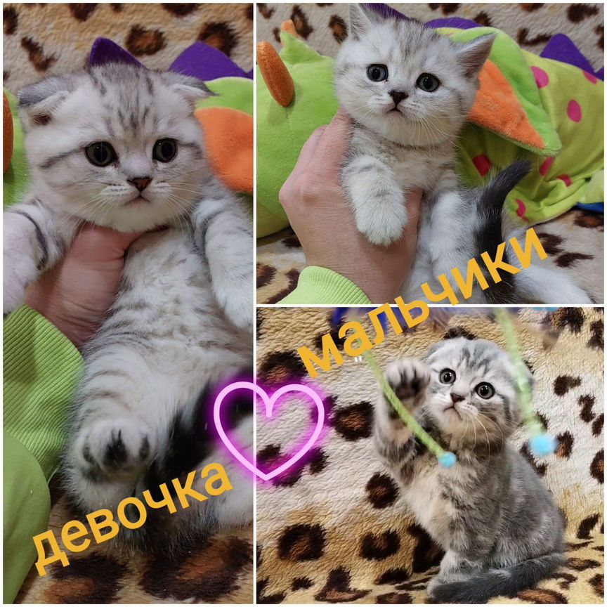 Шотландские котята 1.5мес