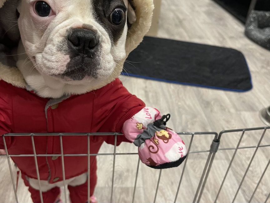 Французский бульдог