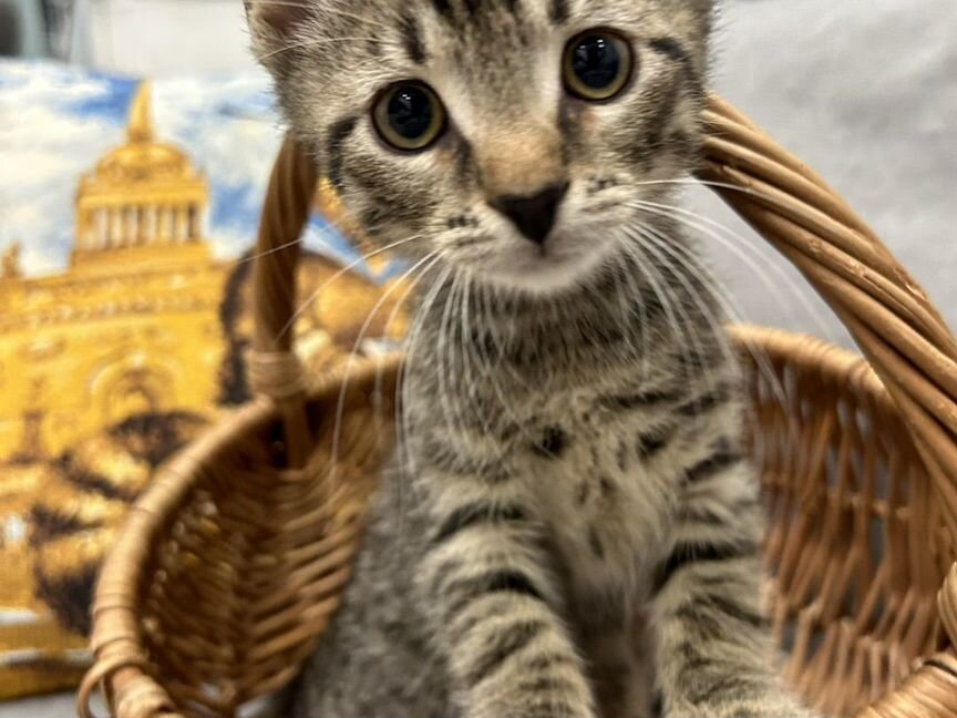 Котёнок мальчик Яша ищет хозяина