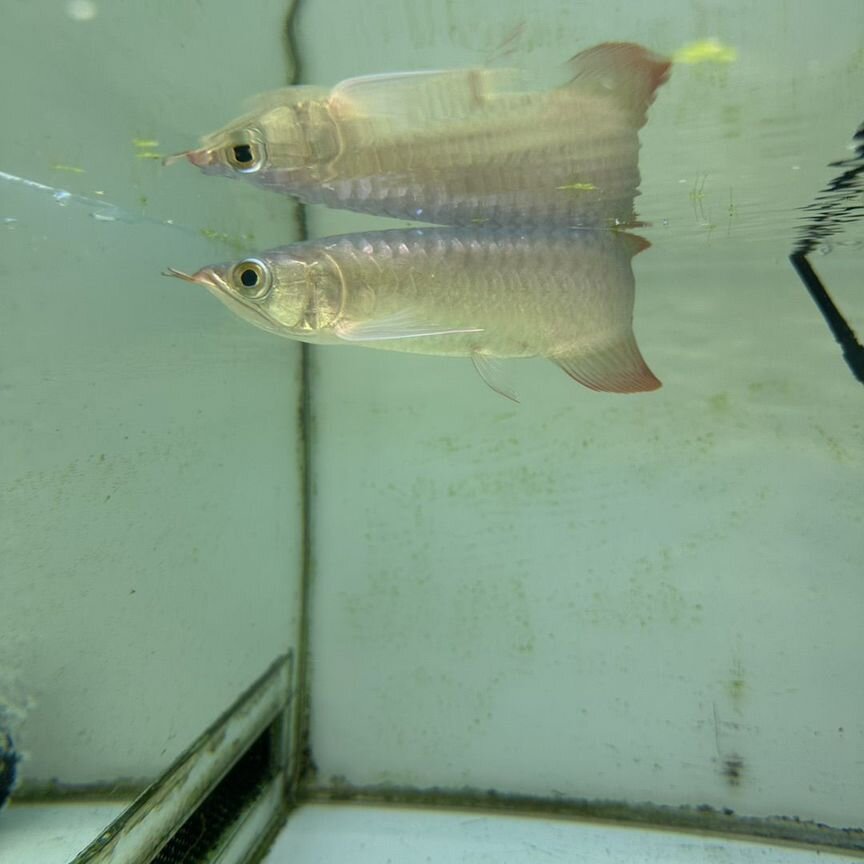 Арована Красная (super RED)