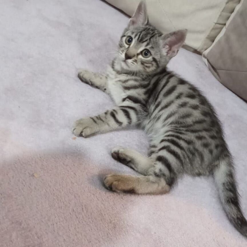 Бенгальские котята