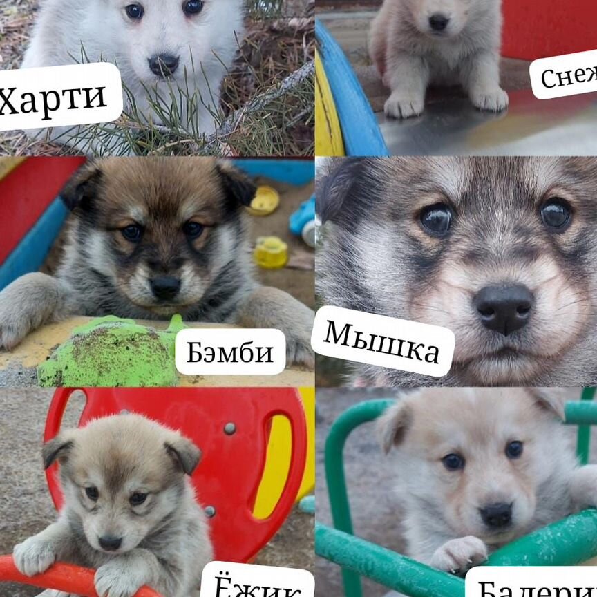 Сибирский хаски, щенок