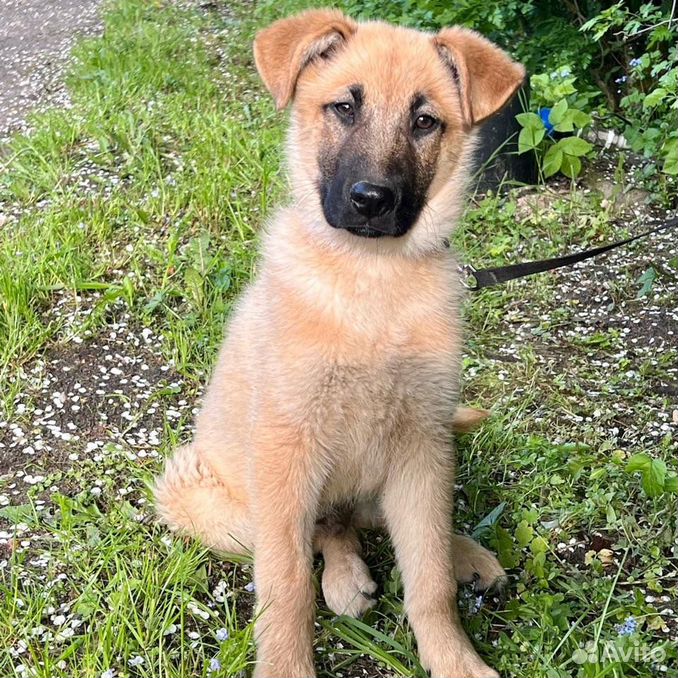 Щенок мальчик Каспер 4 мес