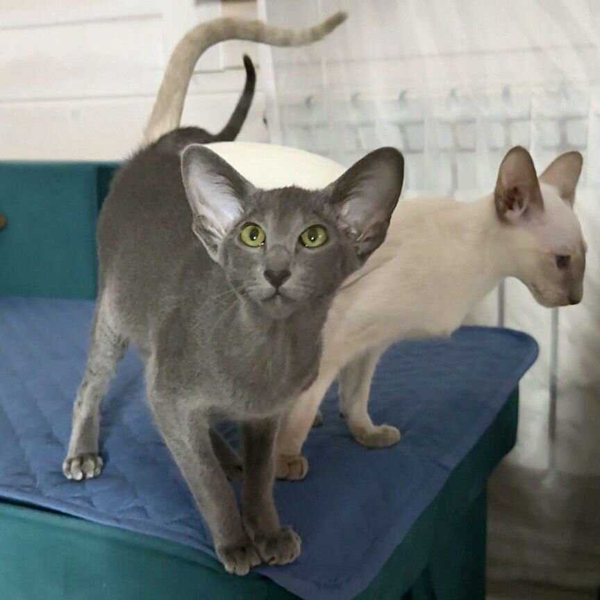 Голубая ориентальная девочка