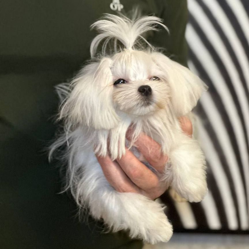 Мальтийская болонка, щенок