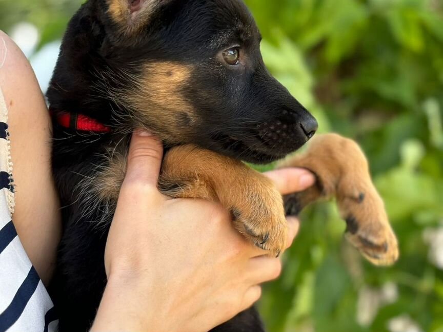 Щенок девочка в добрые руки