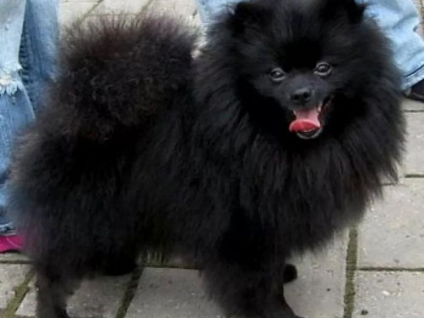 Померанский шпиц