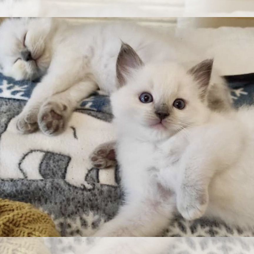Рэгдолл котёнок