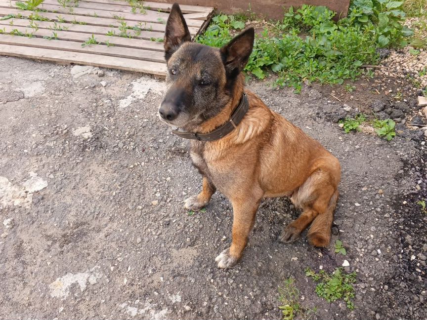 Бельгийская овчарка