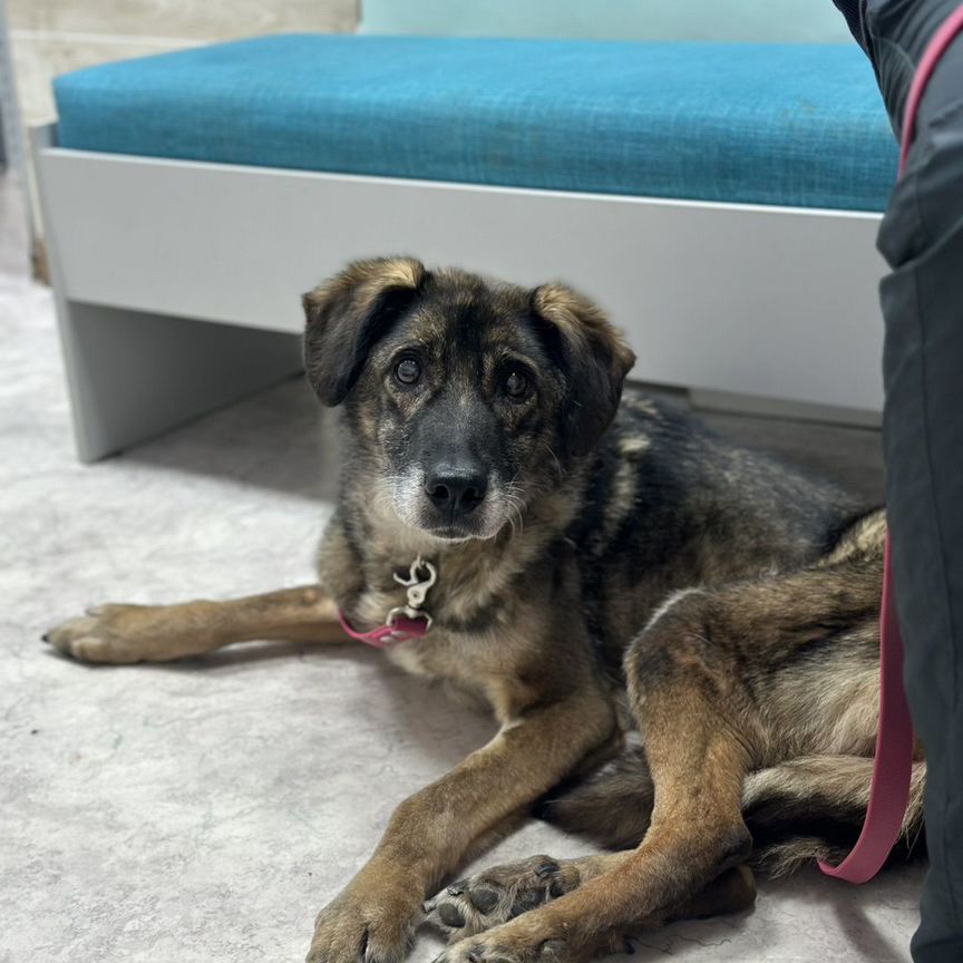 Спасите Дину из приюта