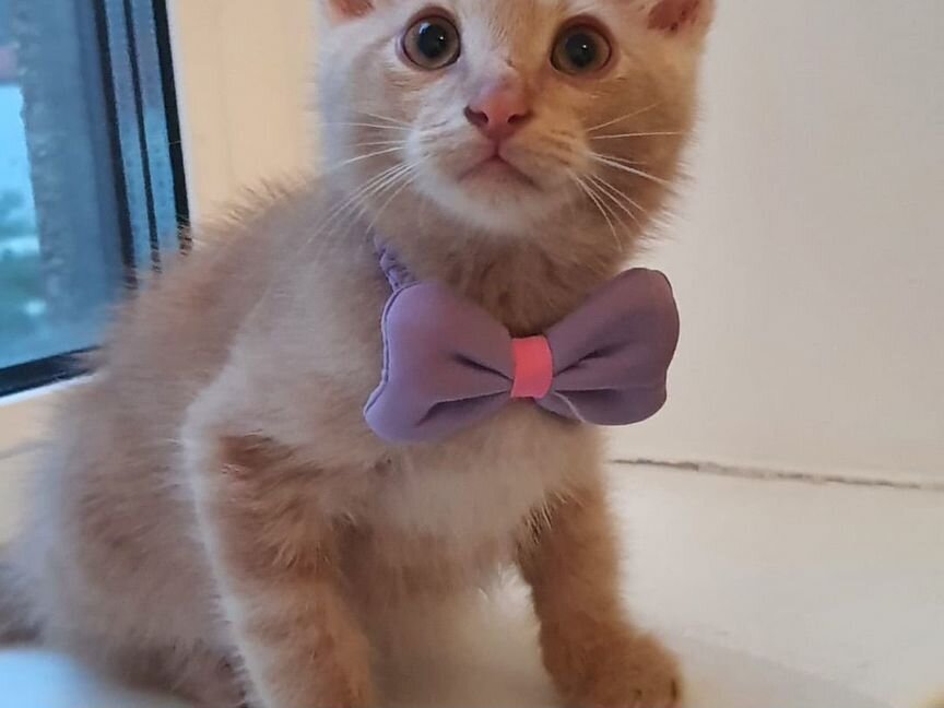 Котенок с удивленными глазами в дар бесплатно