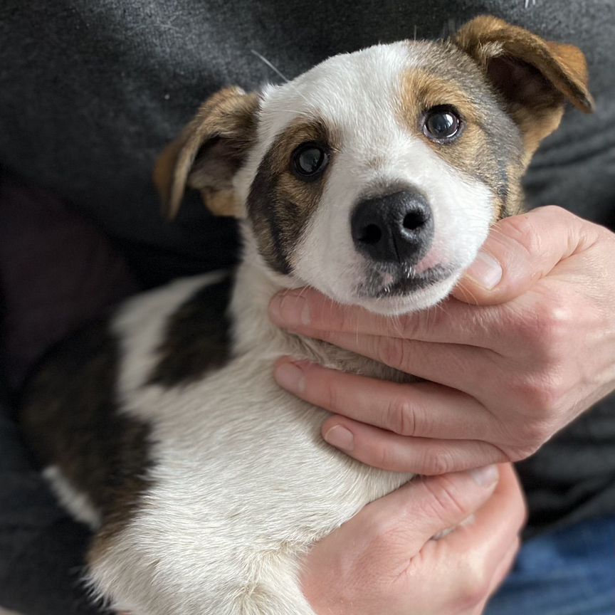 Щенок в добрые руки