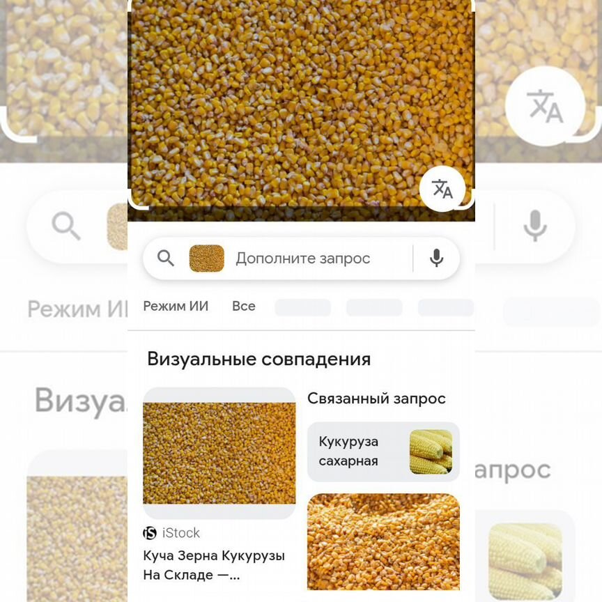 Кукуруза зерно