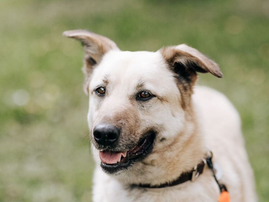 Красавчик Перси в дар бесплатно