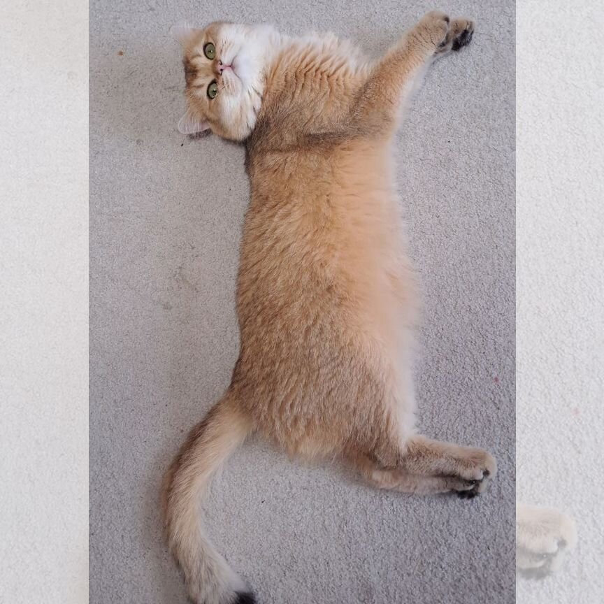 Кот золотая шиншилла