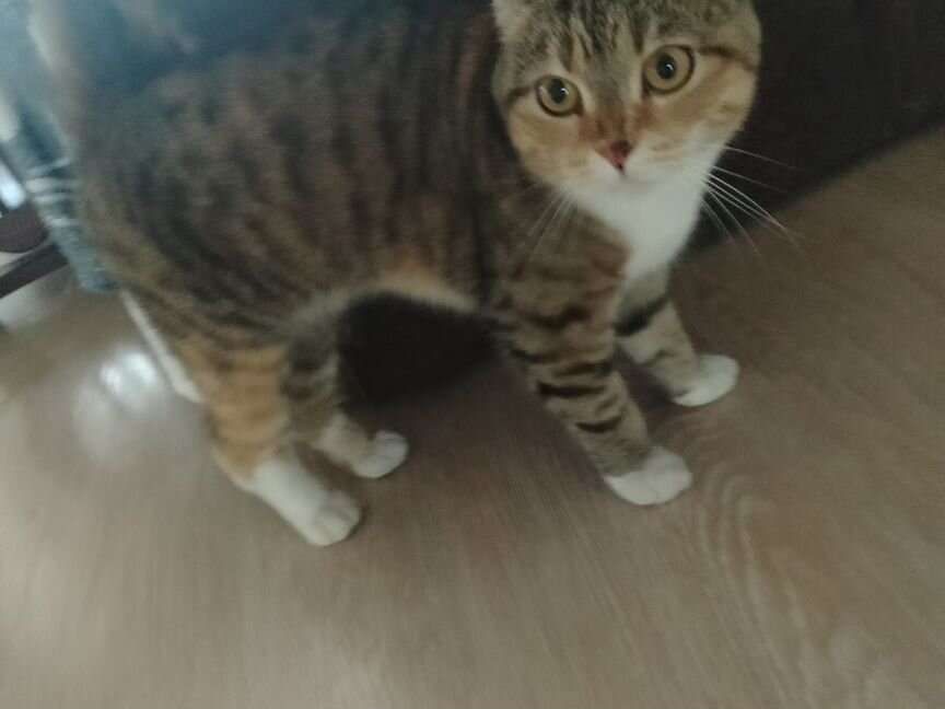 Шотландская вислоухая кошка отдам
