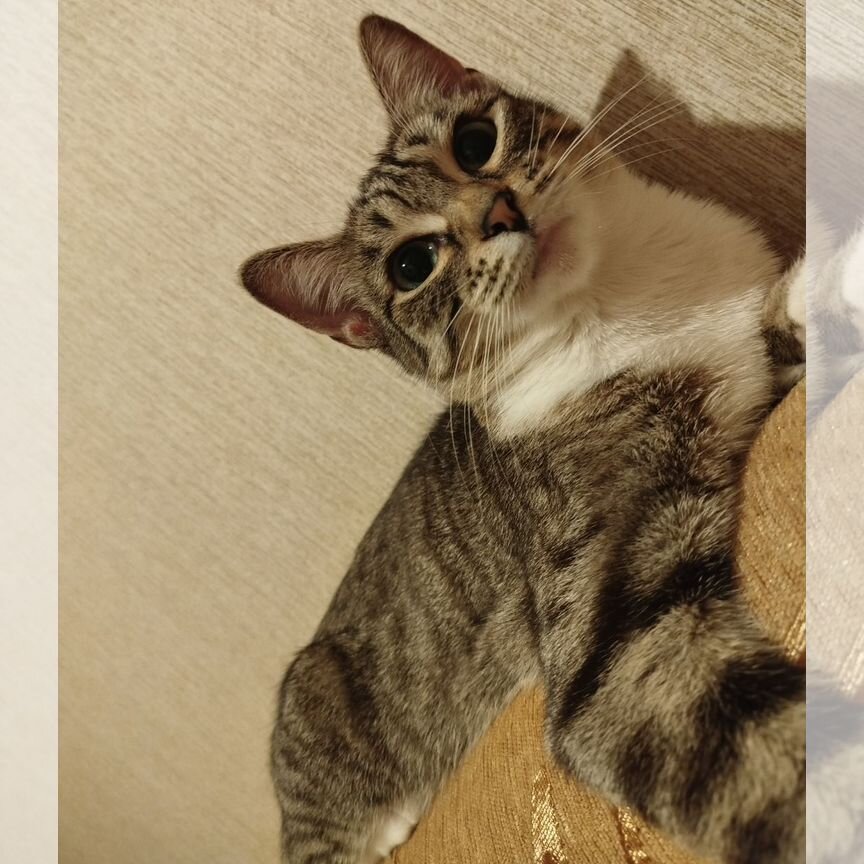 Взрослая, Девочка кошка в добрые руки