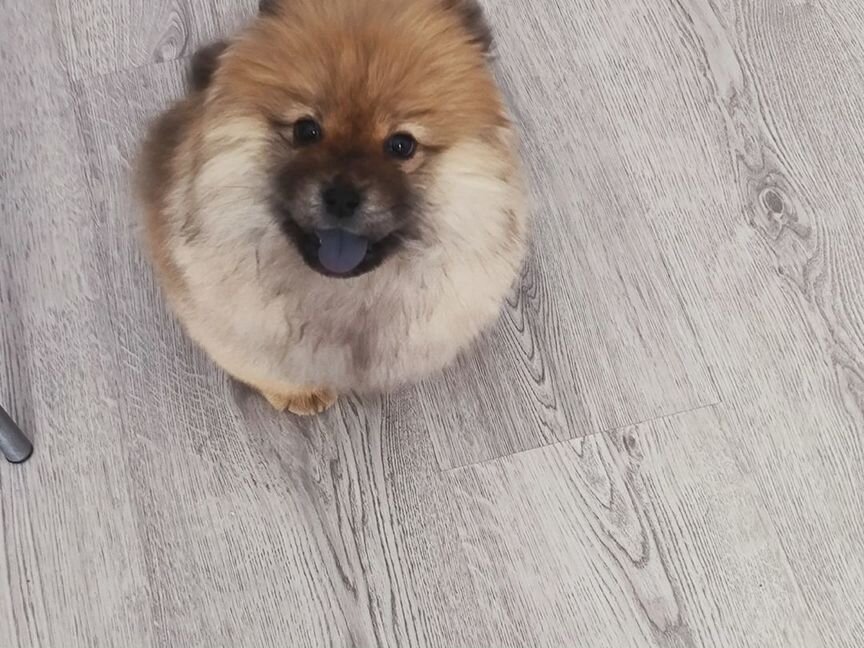 Чау-чау 6 месяцев